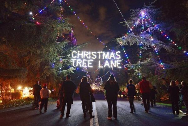 Christmas Tree Lane – All Things Fresno